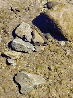 Gobbling gobies | News, Sports, Jobs - Maui News